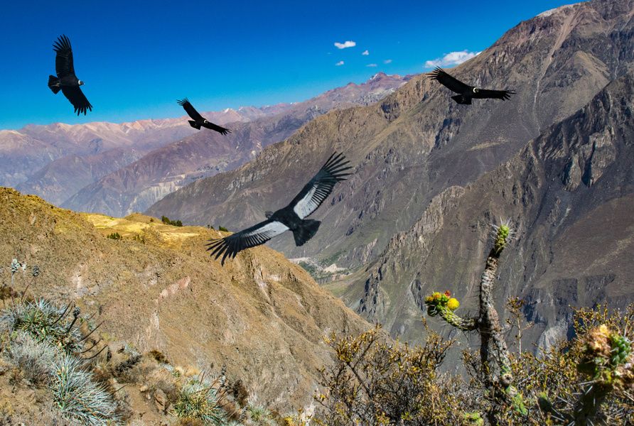 Peru: Van Cusco via Condors naar Titicaca Canoes - WeTravelEco