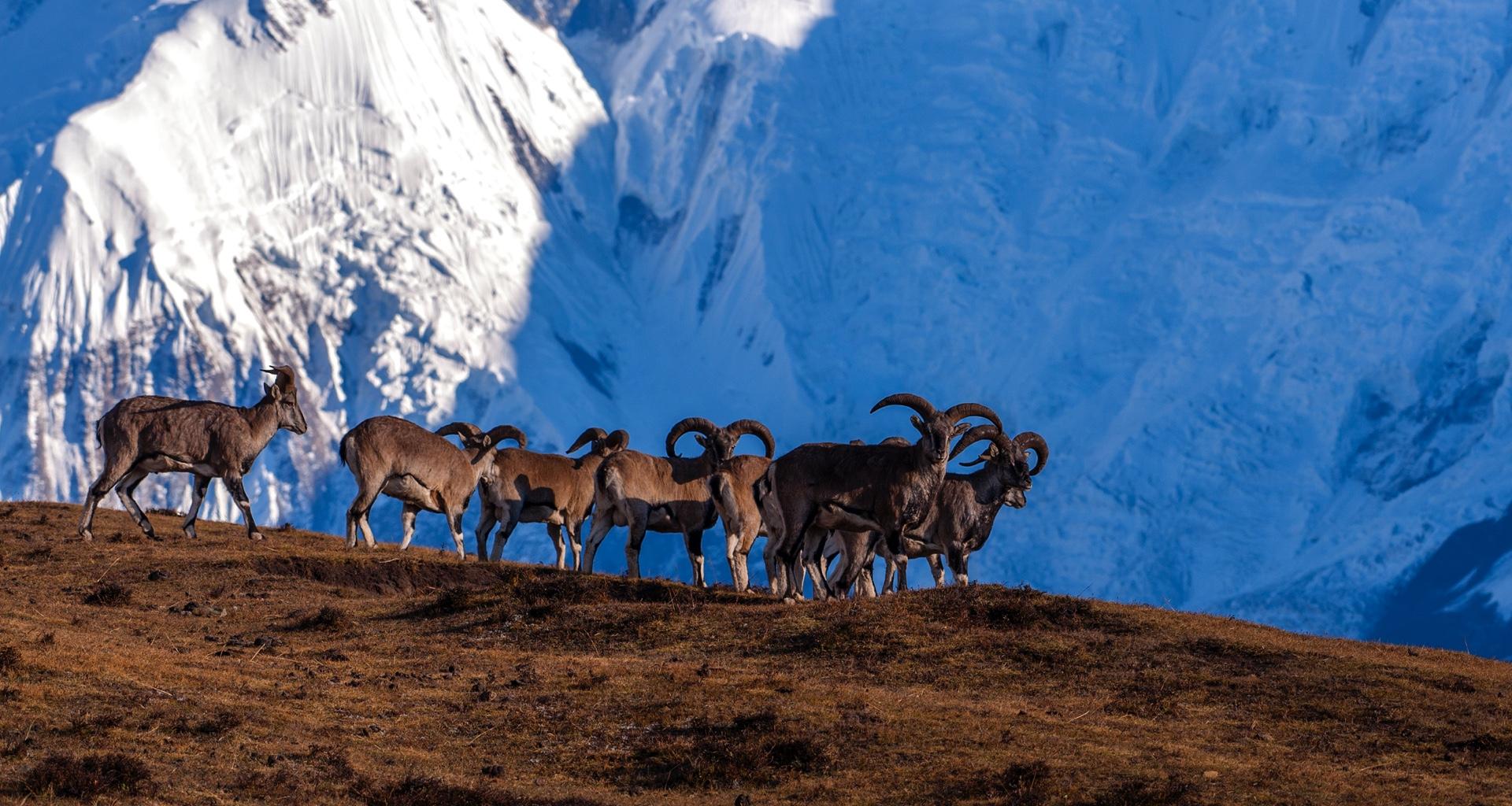Nepal: Culturele hoogtepunten van een wonderschoon Himalaya Land ...