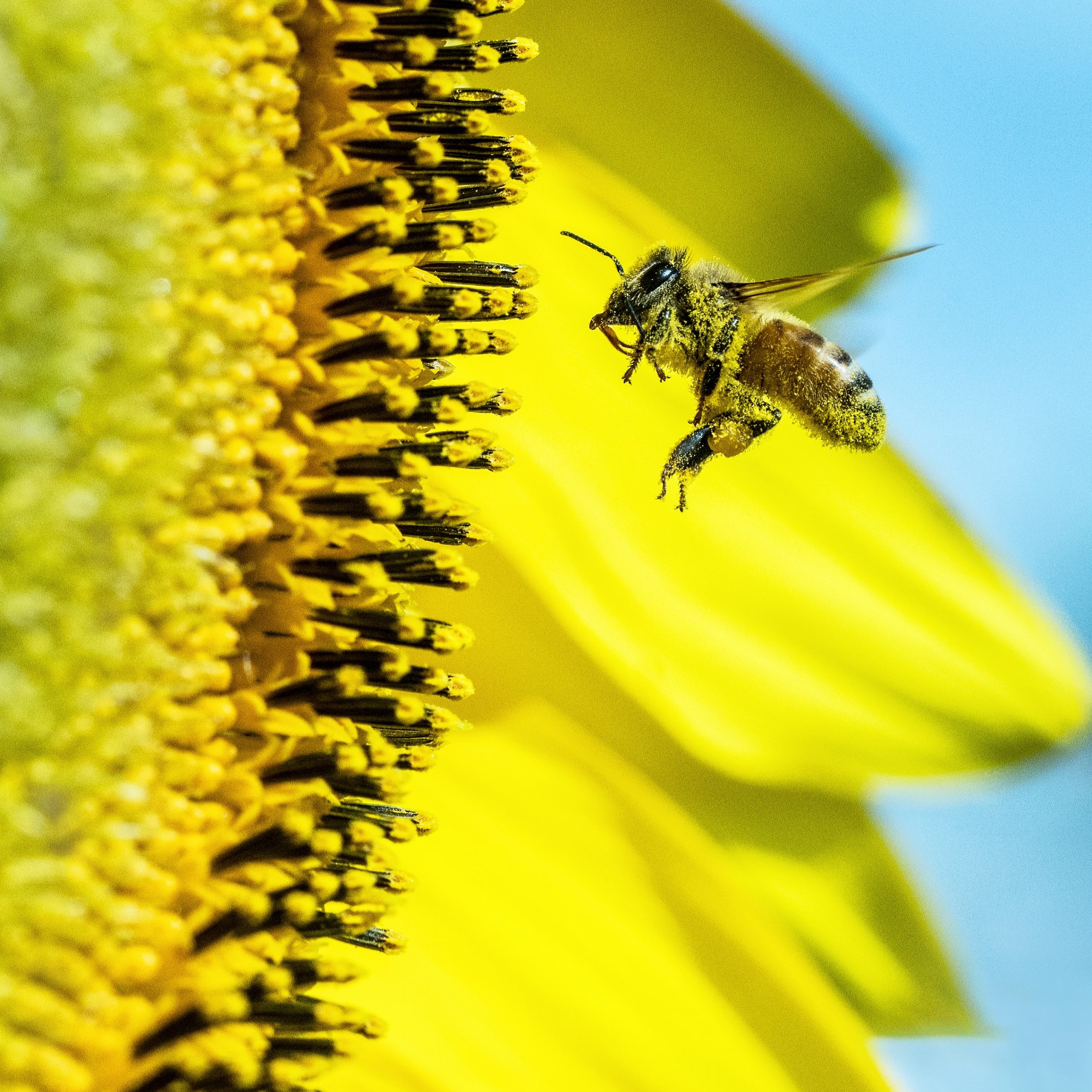 Be aware of our bees - WeTravelEco